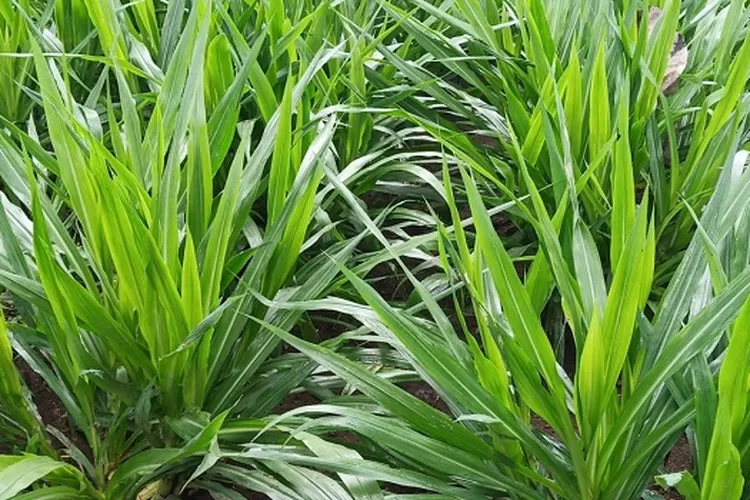 Pakan Hijau Ternak Harian untuk Pertumbuhan Optimal